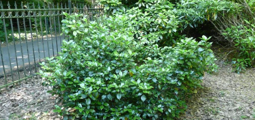 AUCUBA japonica 'Rozannie' - Aucuba du japon 'Rozannie' | Arbustes nains