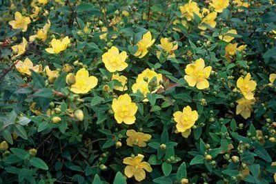 HYPERICUM dummeri 'Peter Dummer' - Millepertuis 'Peter Dummer ...