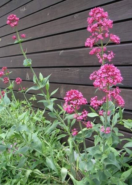 CENTRANTHUS ruber 'Rosenrot' - Valériane | Plantes Shopping
