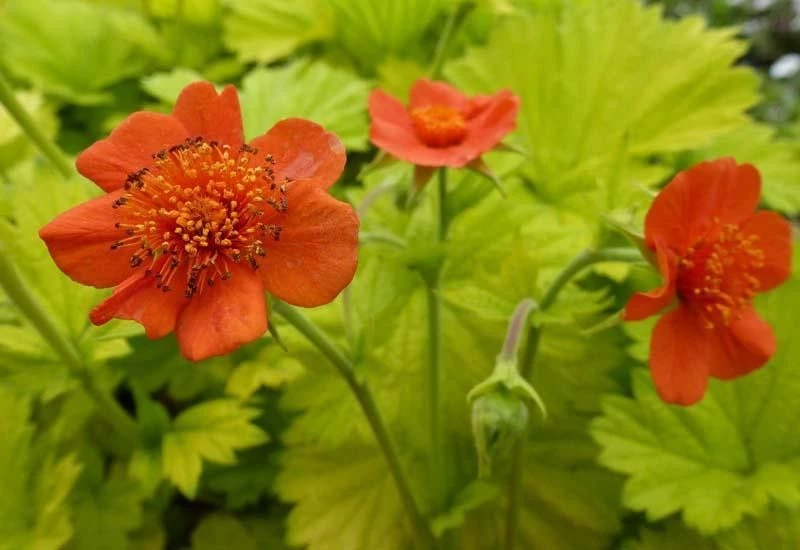 GEUM coccineum 'Eos' - Benoîte | Plantes Shopping