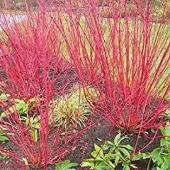 CORNUS alba 'Baton Rouge'® - Cornouiller blanc à bois rouge | Plantes ...