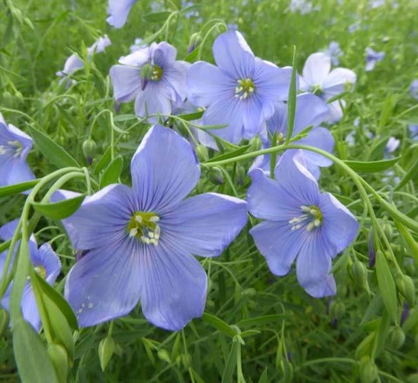 LINUM perenne 'Saphir' - Lin vivace | Plantes vivaces