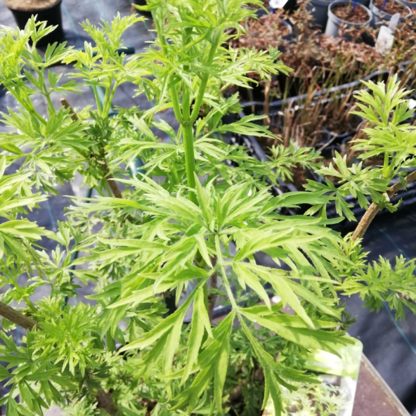 Découvrez les nouveautés de la boutique en ligne Plantes Shopping ...