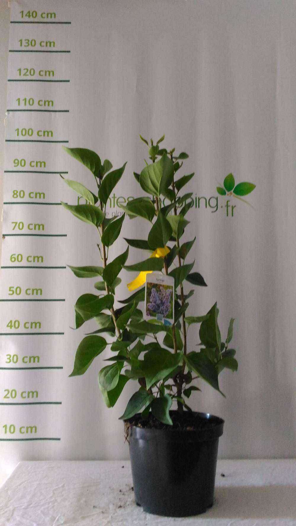 Votre jardinerie en ligne Plantes Shopping - Vente de plantes, arbres ...